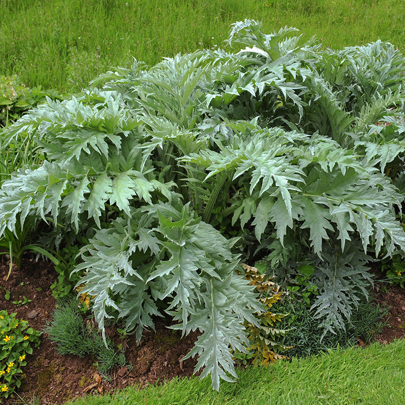 Kardoen zaden kopen? Cynara cardunculus zaaien – Jansen Zaden
