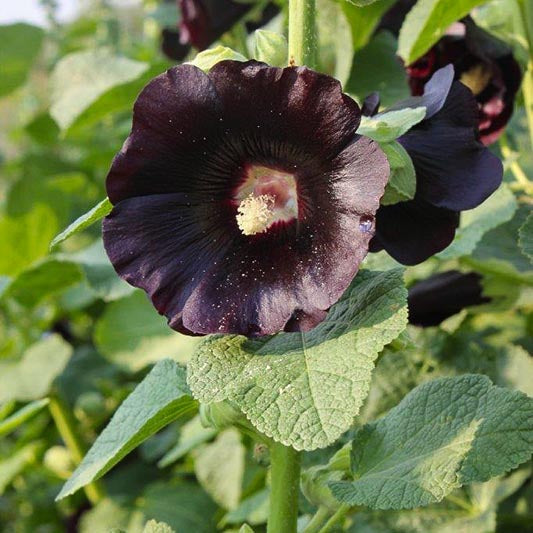 Stokroos zaden kopen | Alcea rosea