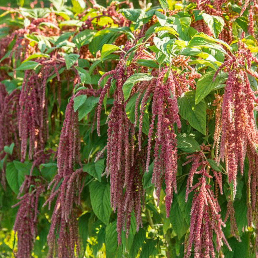 Kattenstaart plant zaden kopen? Lythrum salicaria zaaien