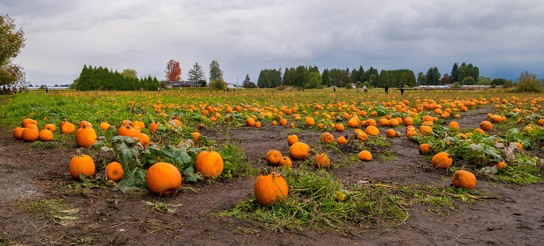 Kweek je eigen pompoenen met onze pompoenzaden – Jansen Zaden
