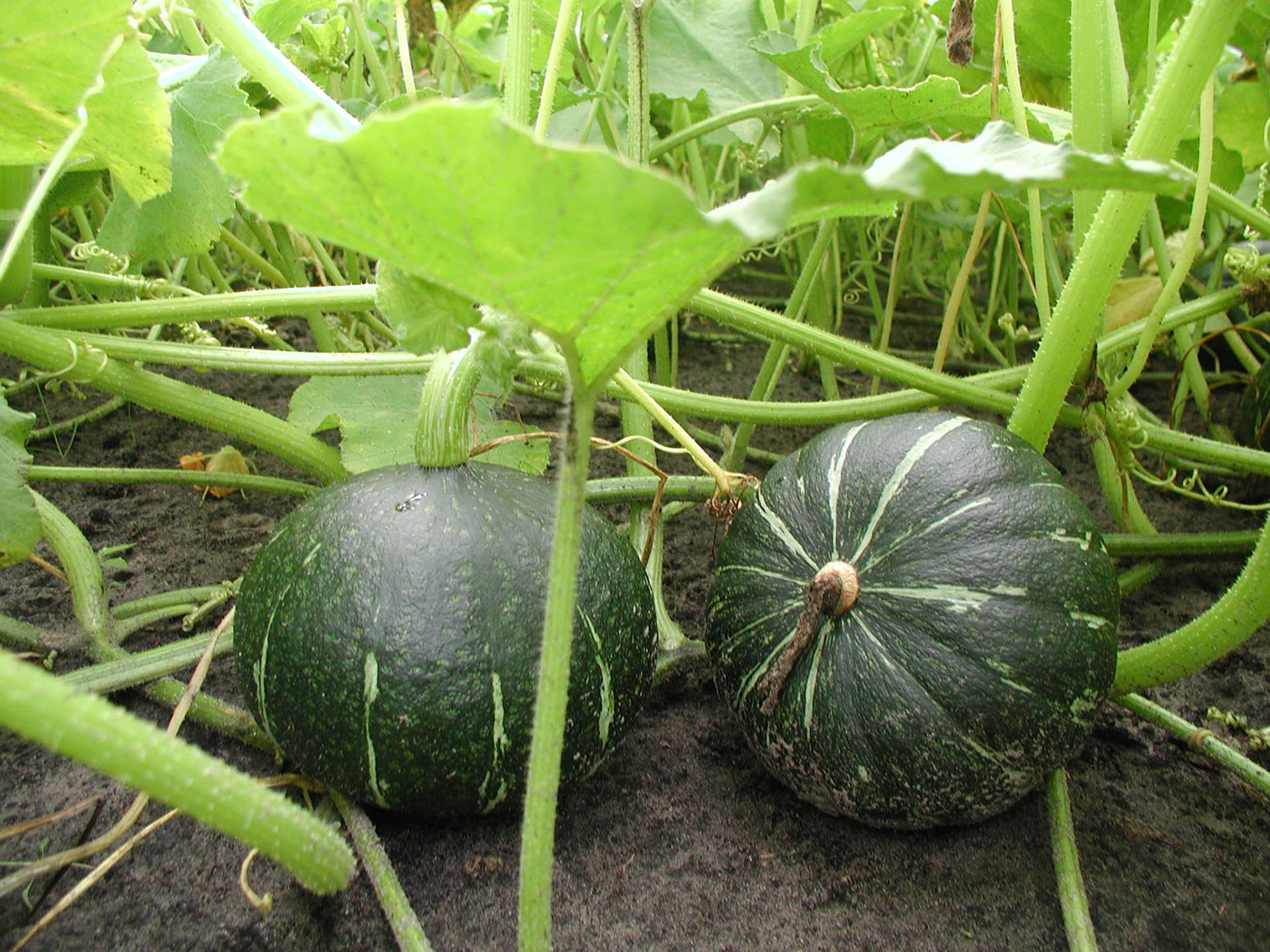 Buttercup & Kabocha pompoen kopen | Hokkaido | Jansen Zaden