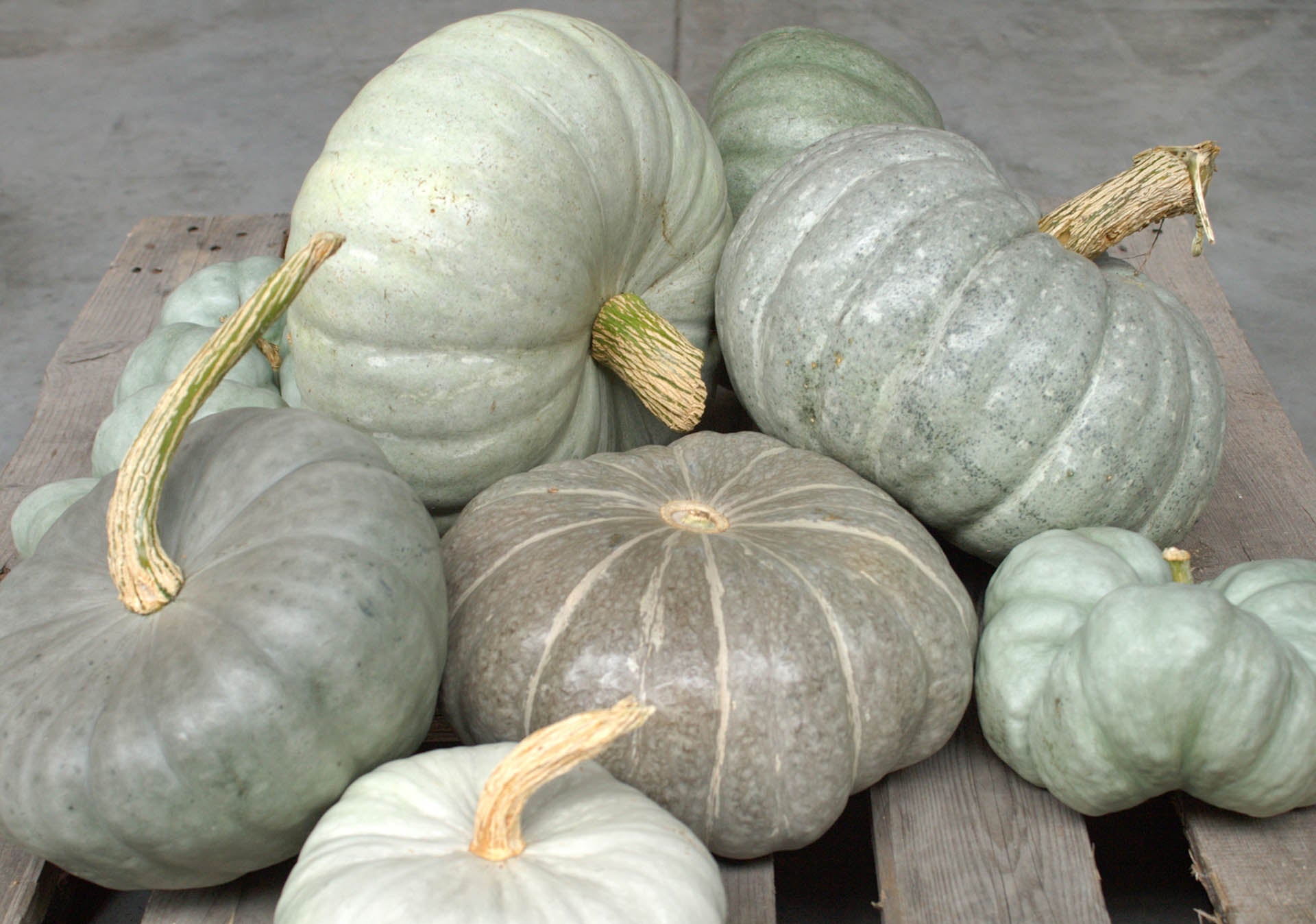 Grijs & Groene pompoen zaden kopen? | Ontdek de ruime keus | Jansen Zaden