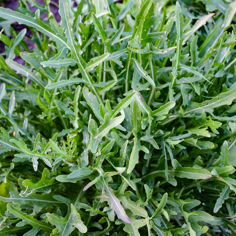 Rucola - Selvatica - Eruca sativa | Jansen Zaden