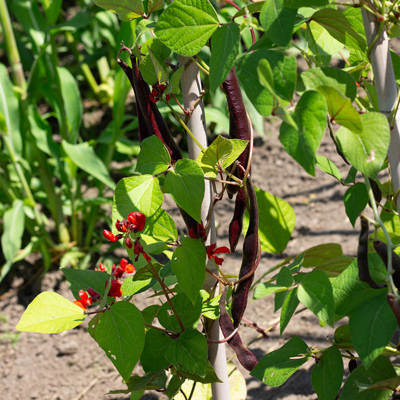Pronkboon | Black Knight | Phaseolus coccineus | Jansen Zaden