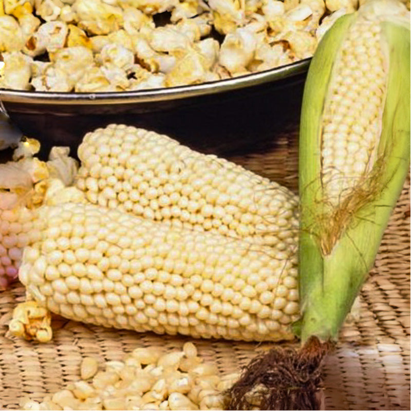Pofmaïs | Plomyk | Zea mays | Jansen Zaden
