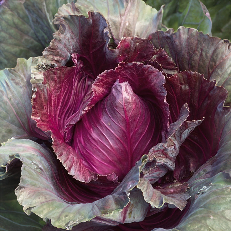 Rode spitskool | Kalibos | Brassica oleracea | Jansen Zaden