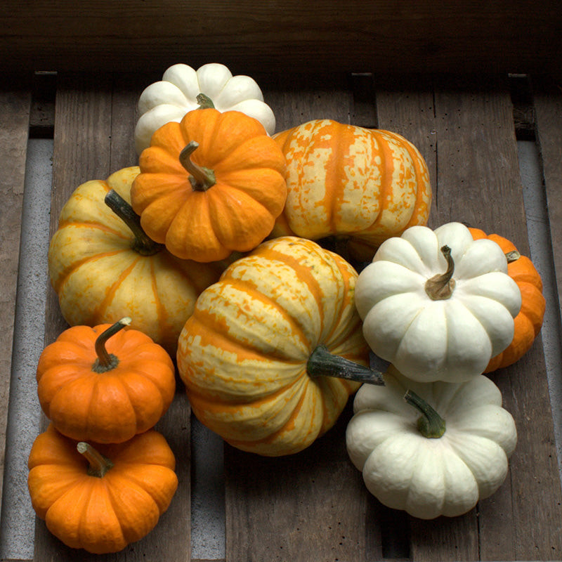 Pompoen | Mini Harvest Blend | Jansen Zaden