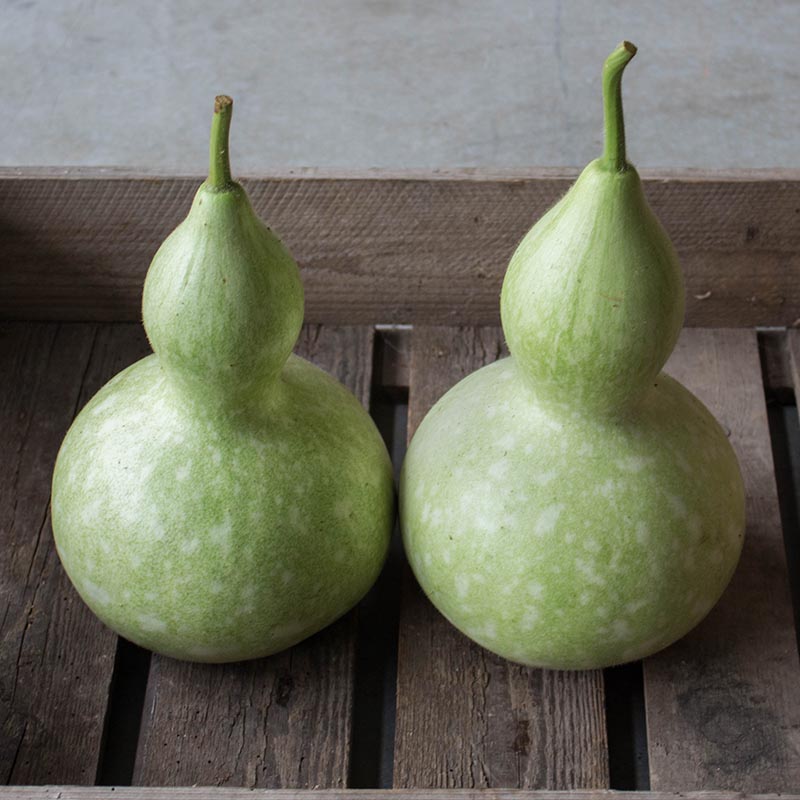 Fleskalebas | Birdhouse M | Jansen Zaden