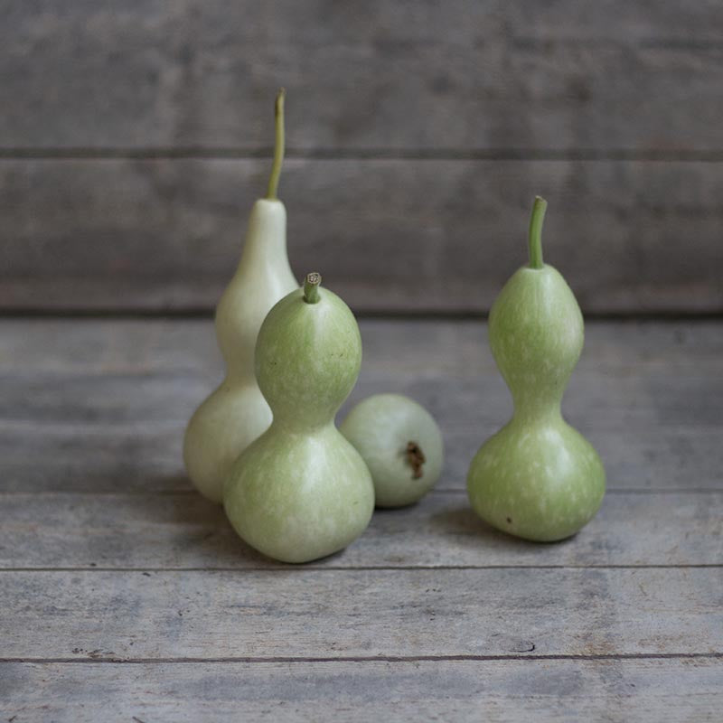 Fleskalebas | Mini-Bottle | Jansen Zaden