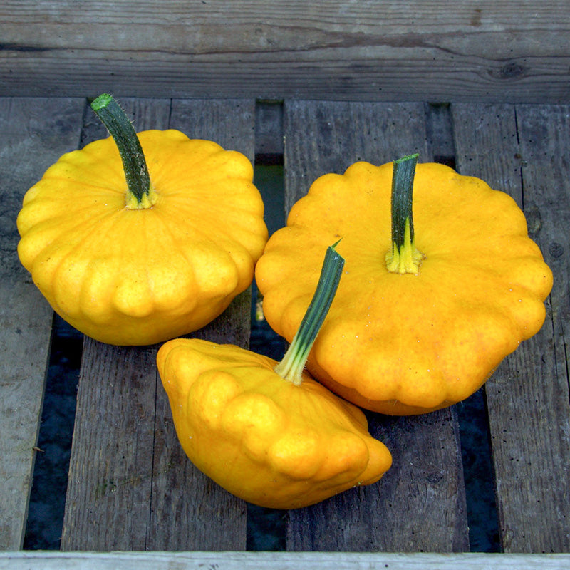 Patisson | Panaché Jaune | Jansen Zaden