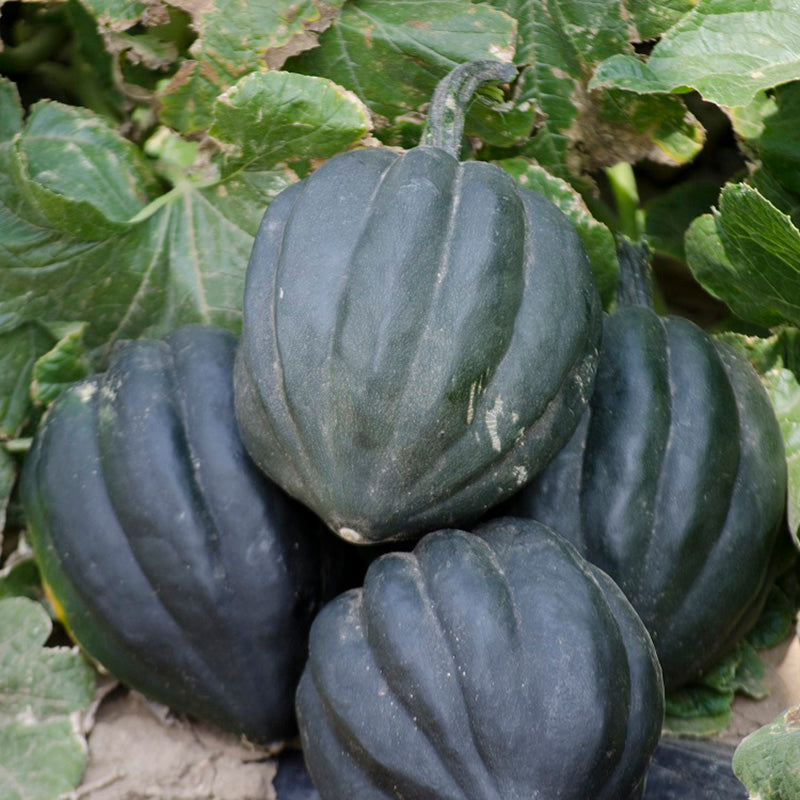 Kweek je eigen pompoenen met pompoenzaden van topkwaliteit!