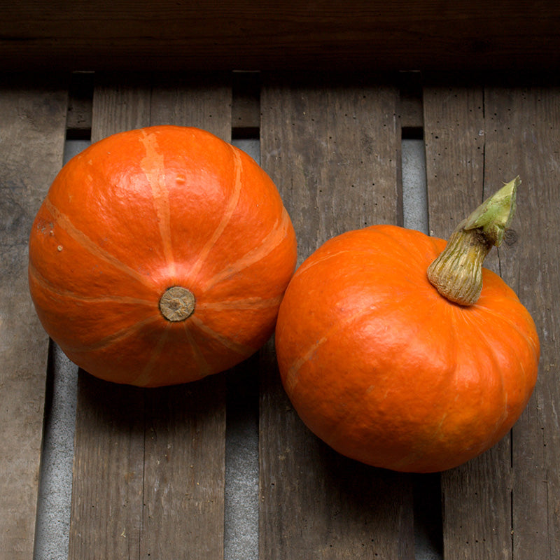 Hokkaido | Pompoen | Amoro F1 | Jansen Zaden