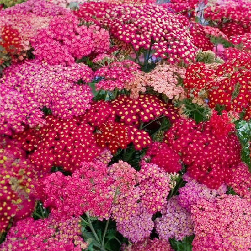 Duizendblad | Summer Berries | Achillea millefolium | Jansen Zaden