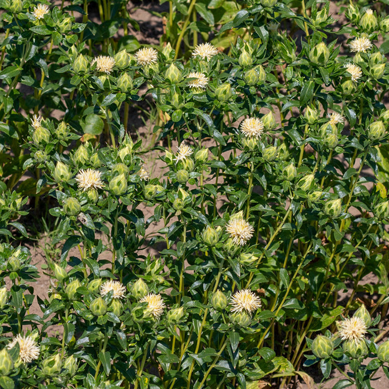 Saffloer | White Grenade | Carthamus tinctorius | Jansen Zaden