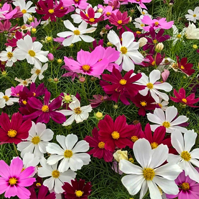 Cosmea | Casanova mix | Cosmos bipinnatus | Jansen Zaden