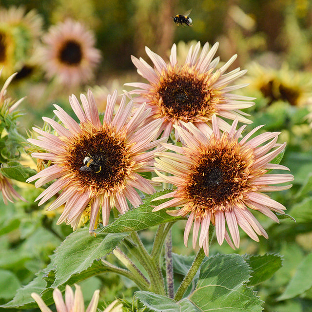 Zelf zonnebloemen zaaien: eenvoudig en leuk voor iedereen