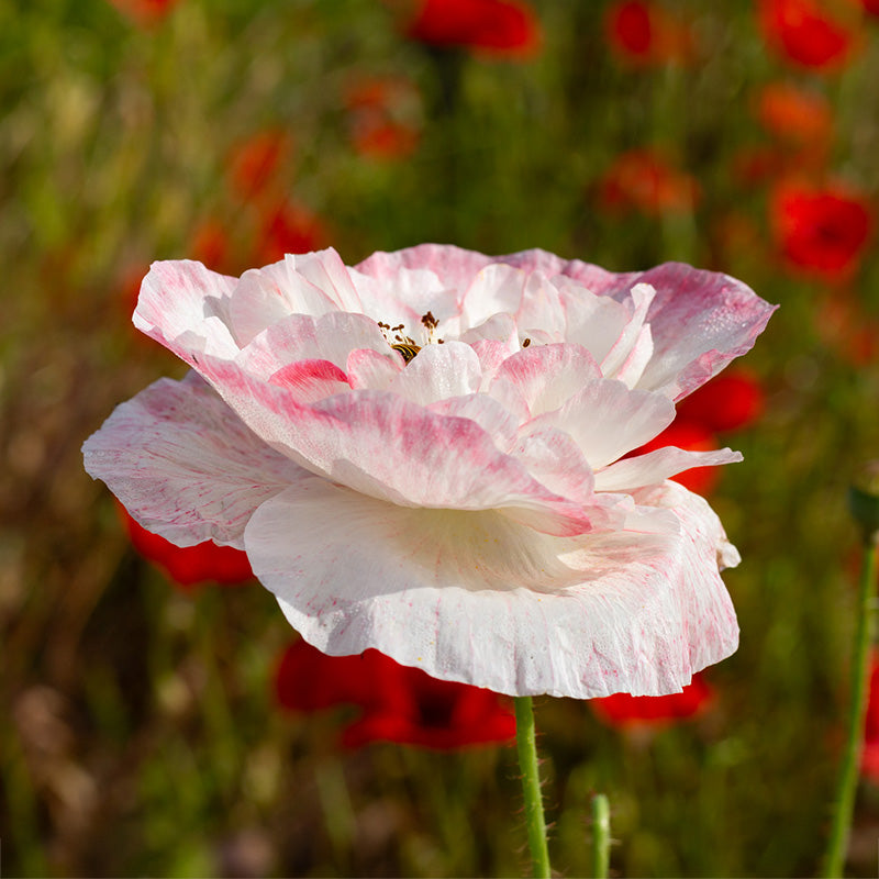 Papaver zaden online kopen | Klaproos | Snel in huis!