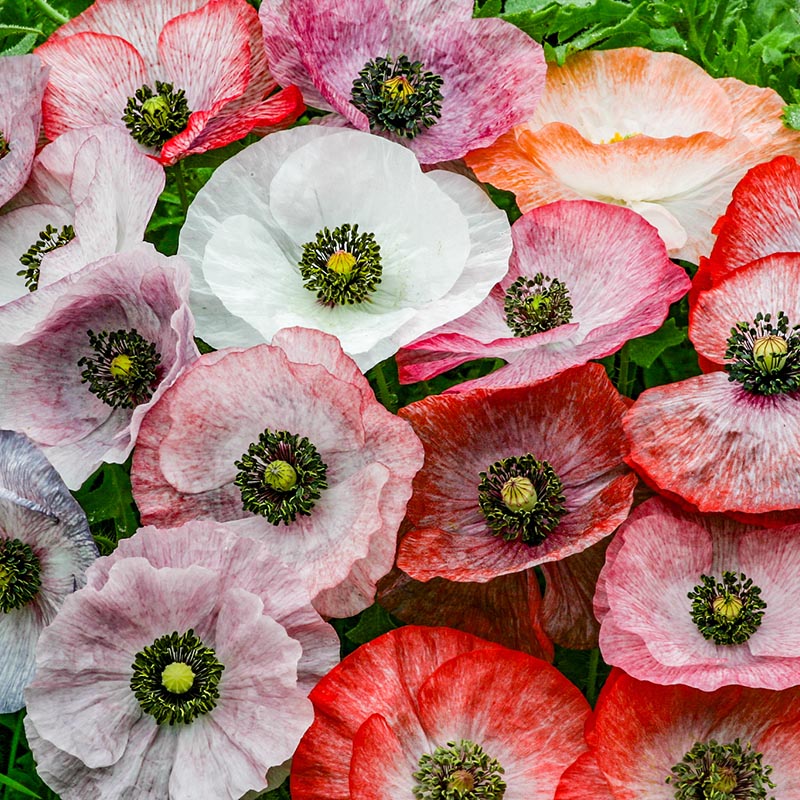 Papaver zaden online kopen | Klaproos | Snel in huis!