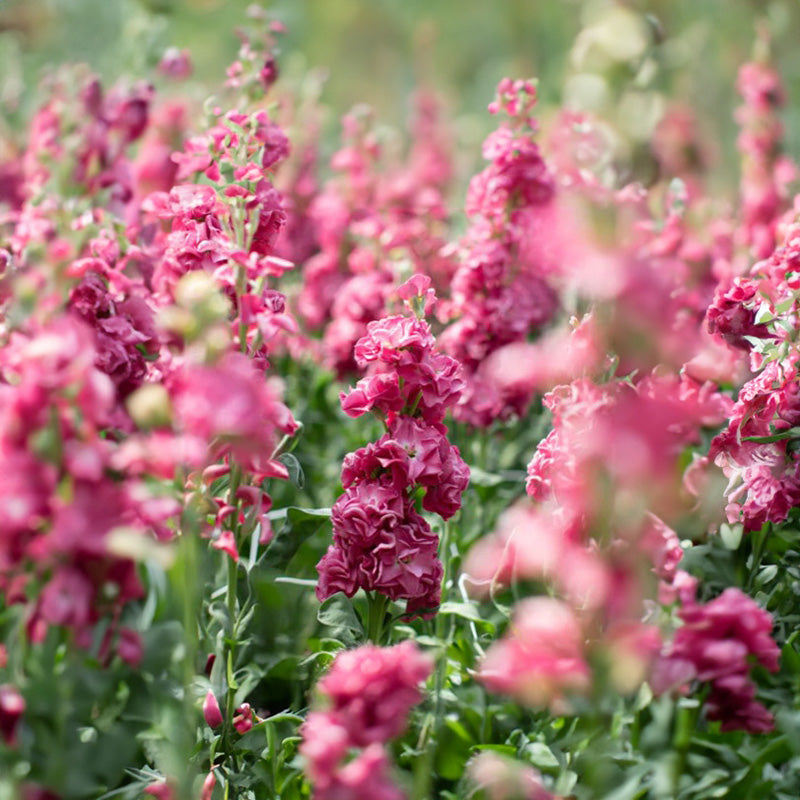 Violier | Vintage Brown | Matthiola incana | Jansen Zaden