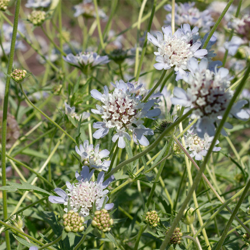 Duifkruid | Paper Moon | Scabiosa stellata | Jansen Zaden