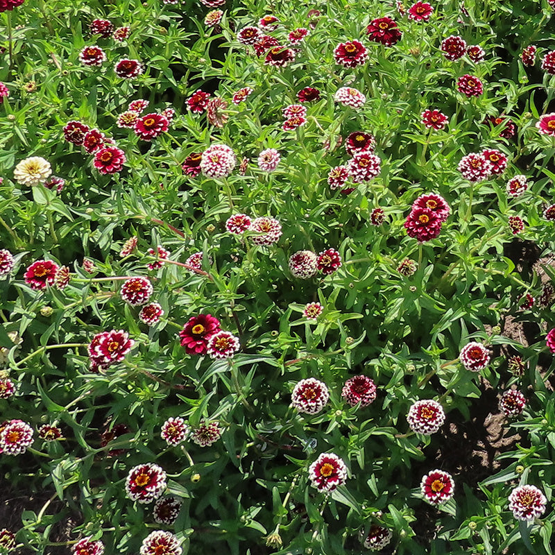 Zinnia - Jazzy Red
