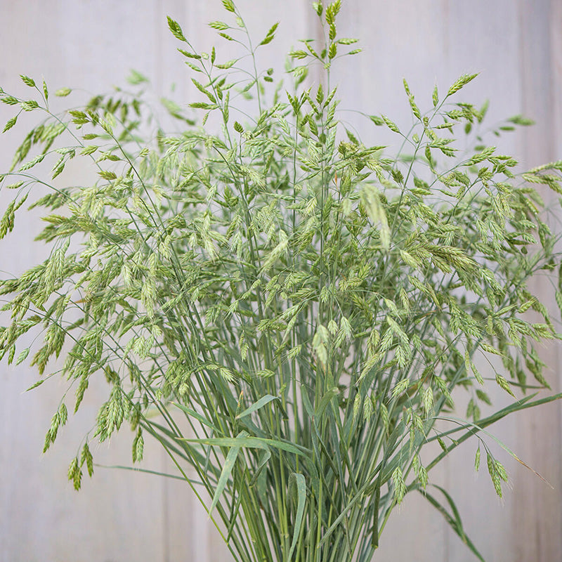 Dreps - Bromus secalinus | Jansen Zaden