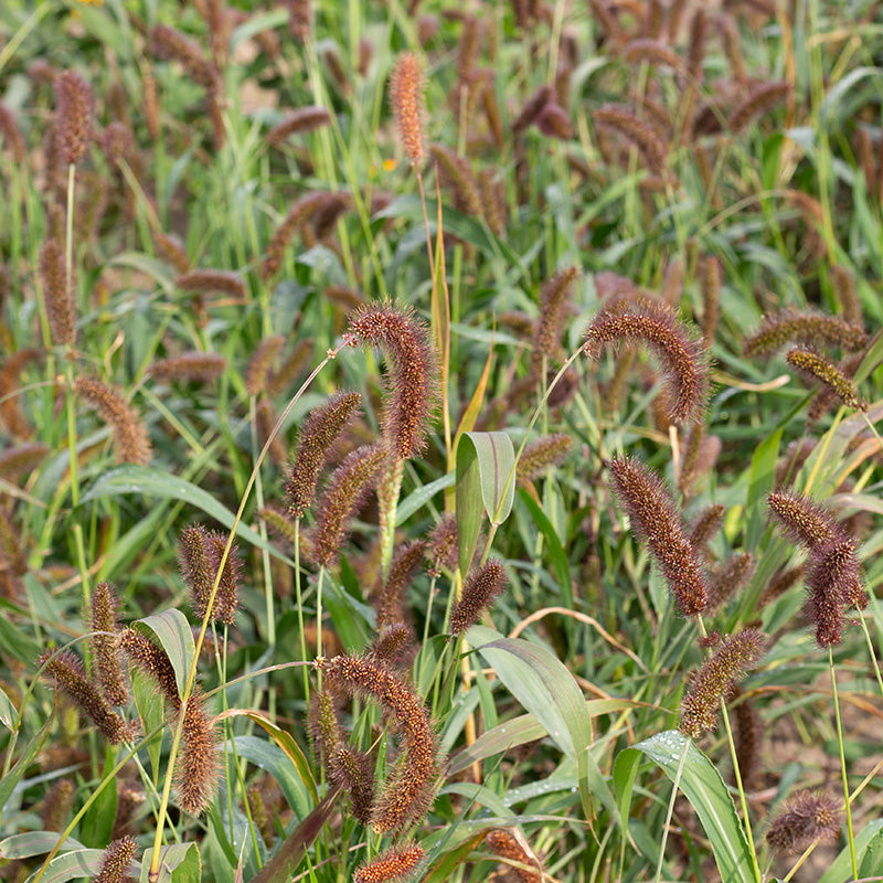 Vogelgierst | Lowlander | Setaria italica | Jansen Zaden